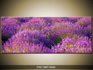 Provence obrazy | FAVI.cz