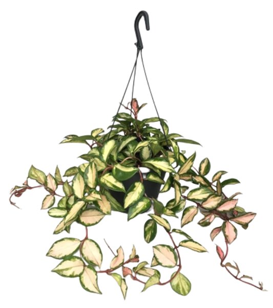 Hoya carnosa tricolor - závěs, průměr 19 cm Hoja, Voskovka | FAVI.cz